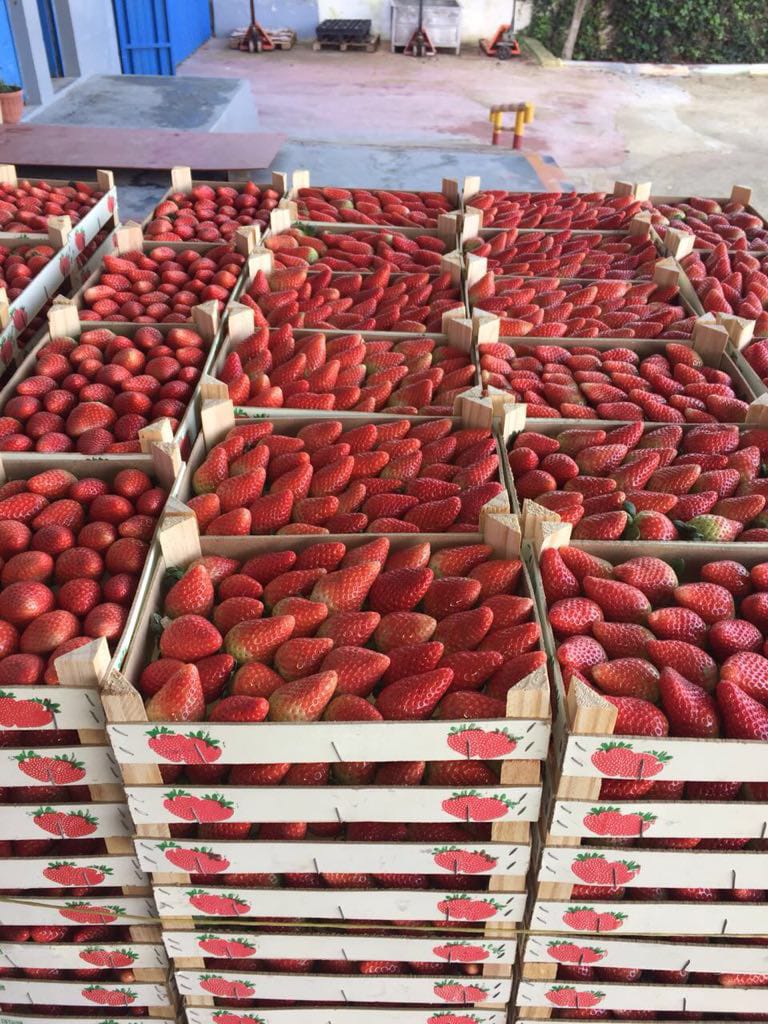 STRAWBERRIES – in box of 2 kg in