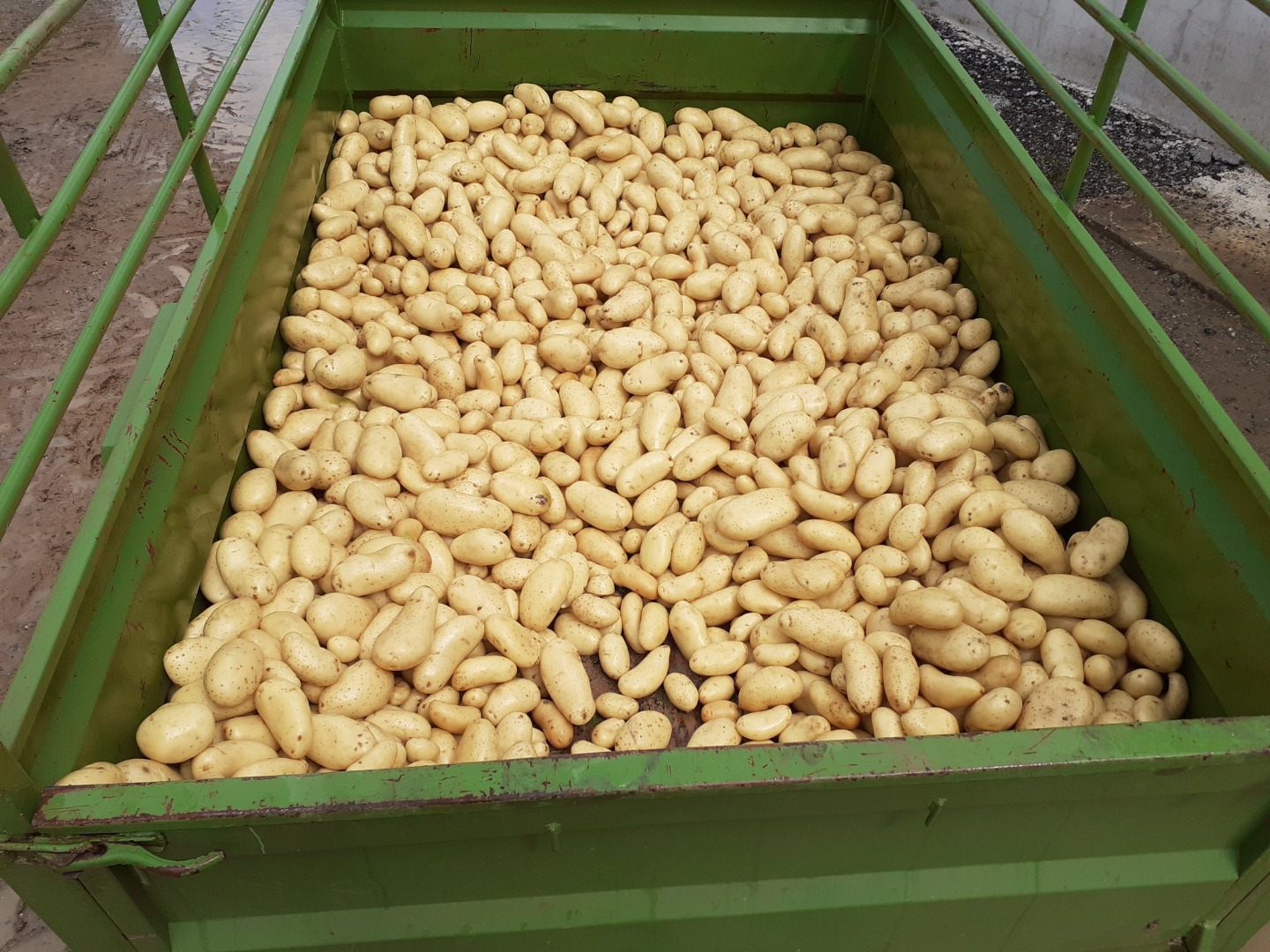High quality potatoes available varieties (sunita, aliant, gwene,