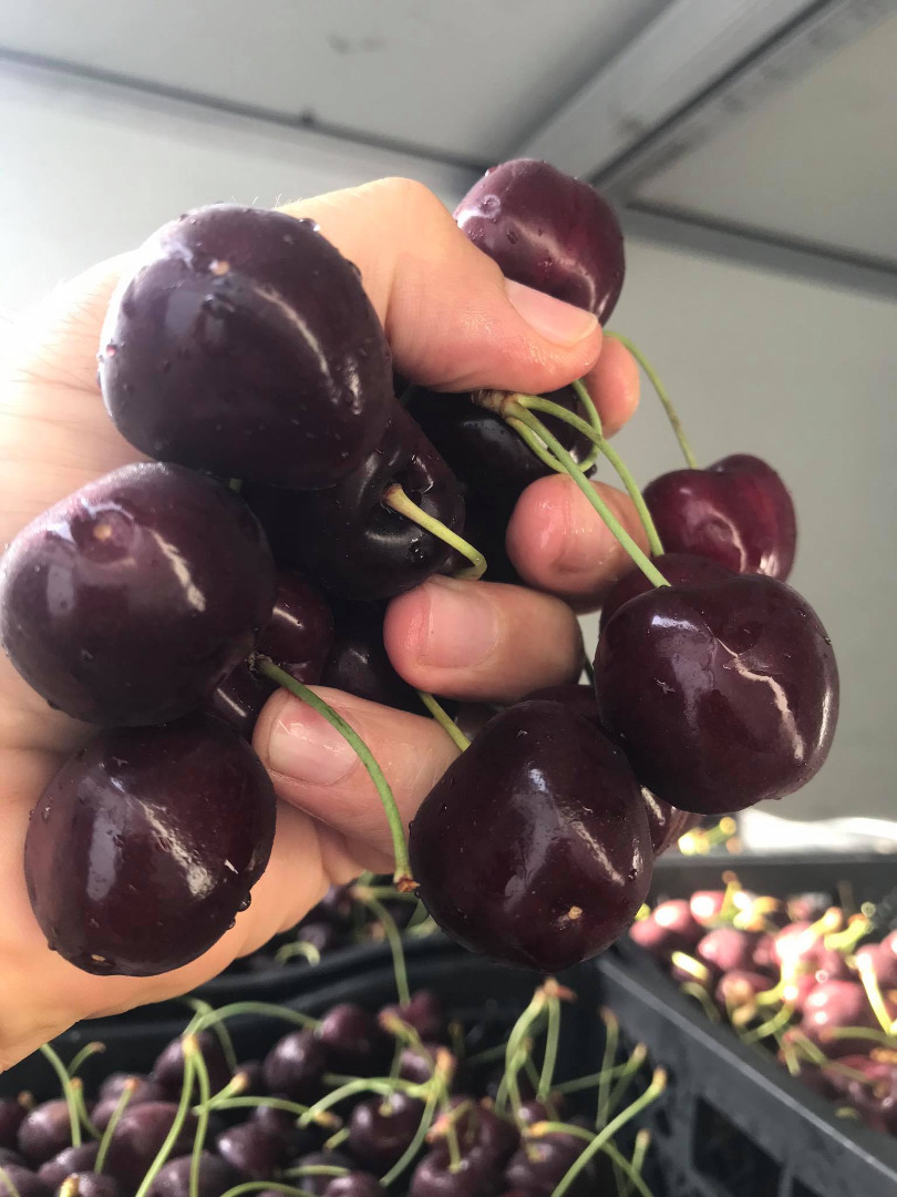 Greek cherries, Kordia. Fresh delivery. 26+ and 28+