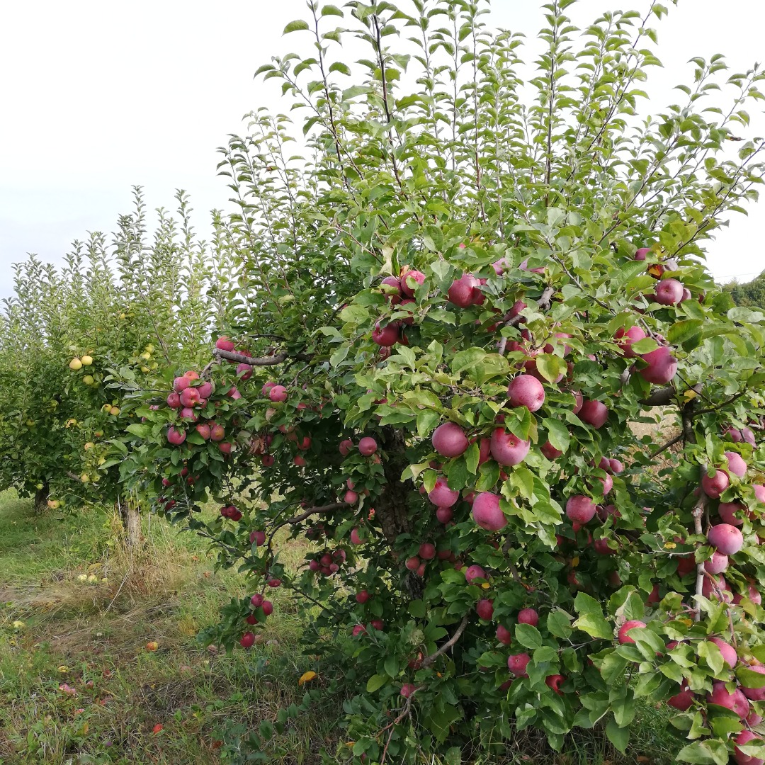 Mere din soiul florina și STARKRIMSON