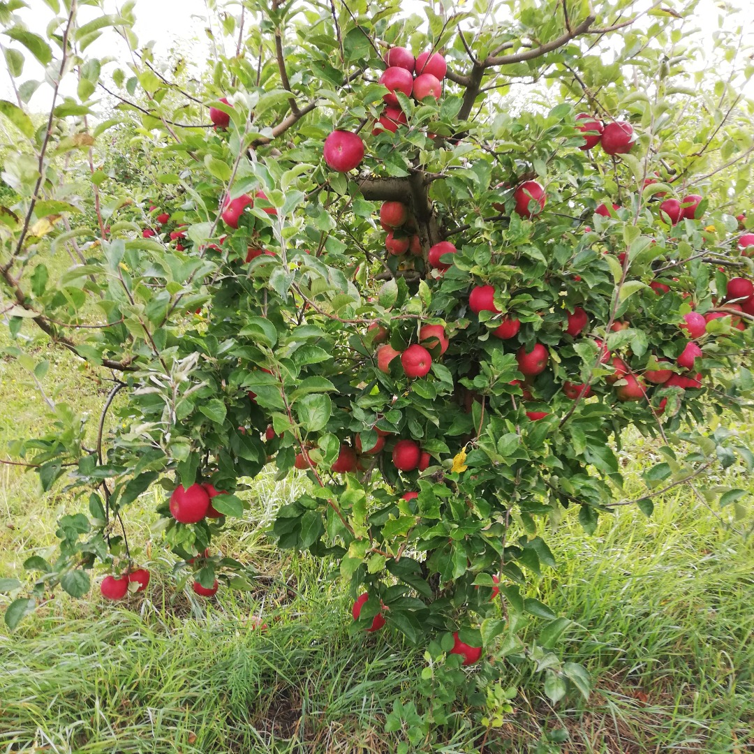 Mere din soiul florina și STARKRIMSON