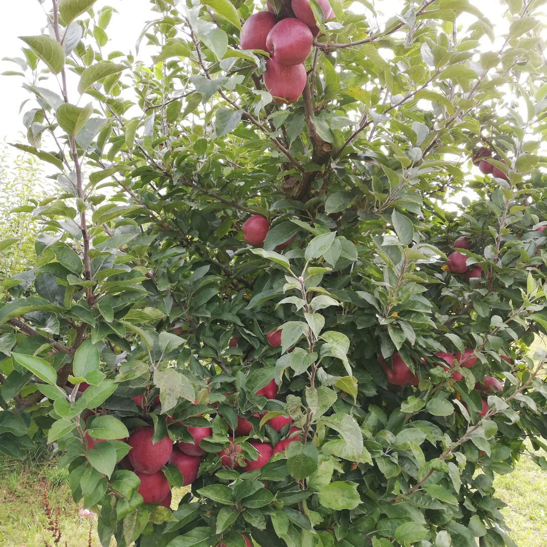 Mere din soiul florina și STARKRIMSON