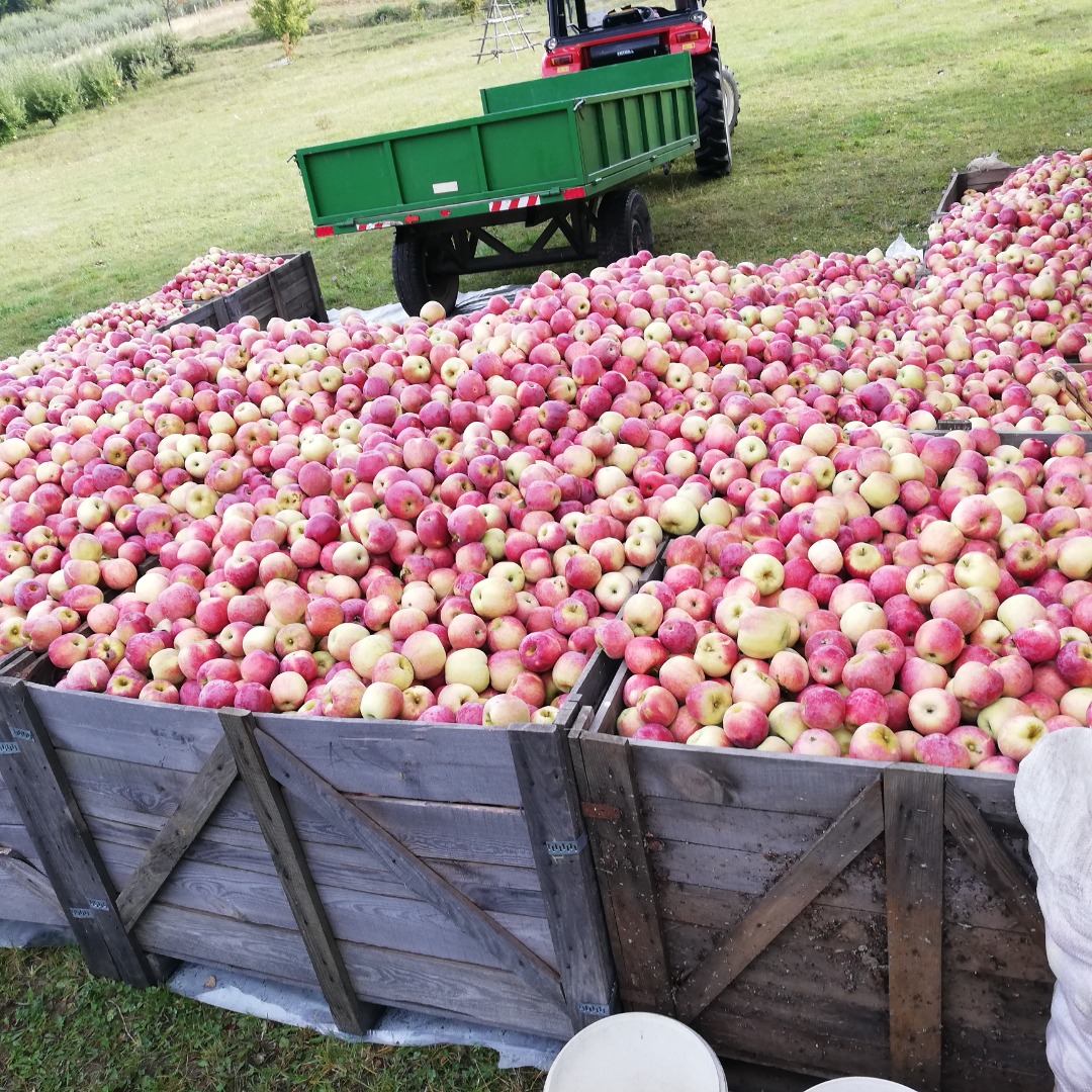 Mere din soiul florina și STARKRIMSON