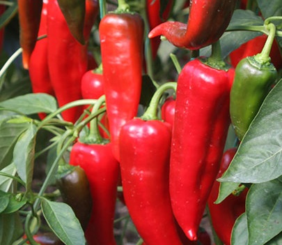 Sale of high quality kapya pepper, Sale of