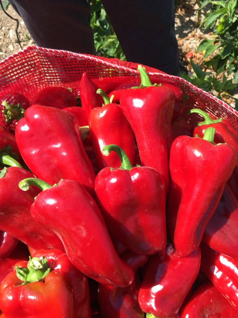 Sale of high quality kapya pepper, Sale of