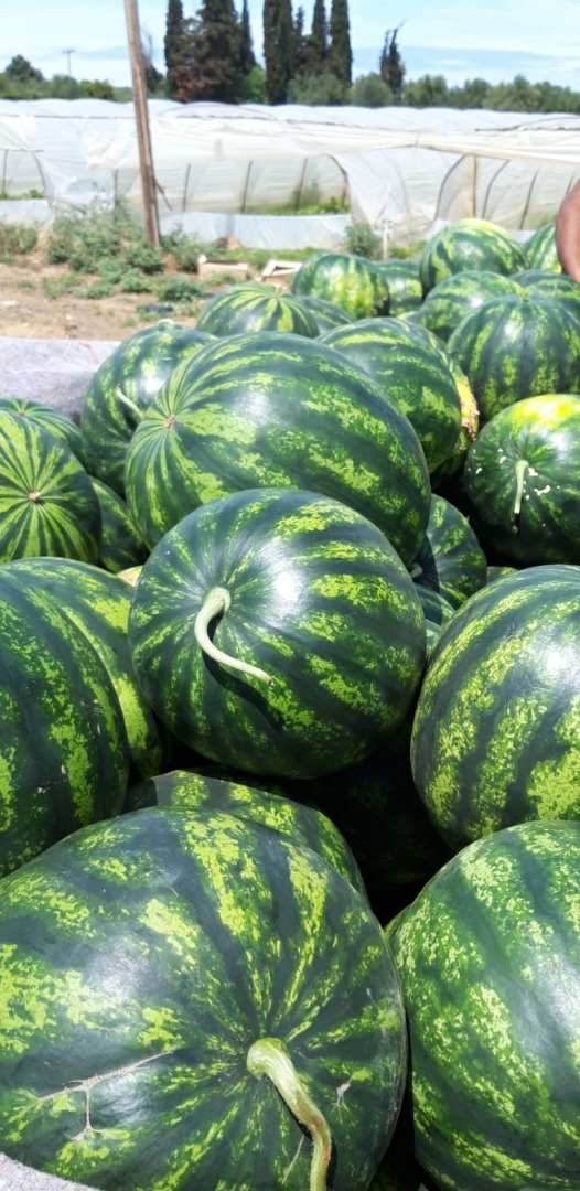 Early watermelon, Selini, Bostona, Karavel