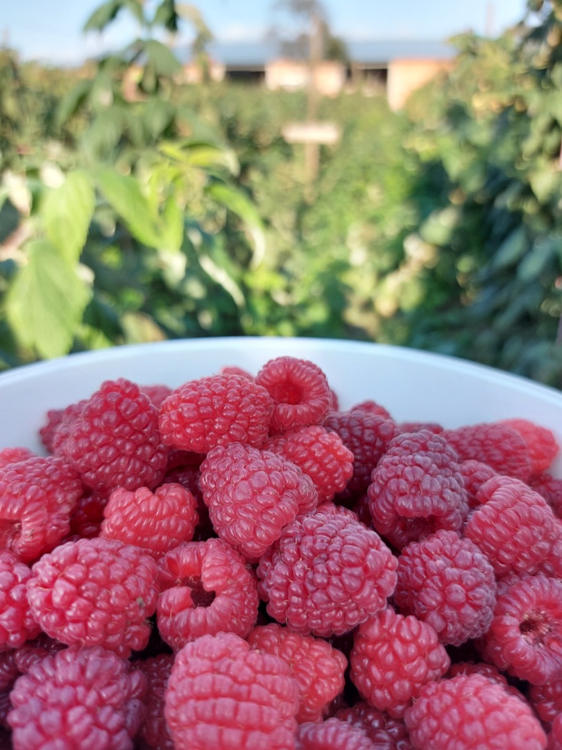 Polka raspberries for sale