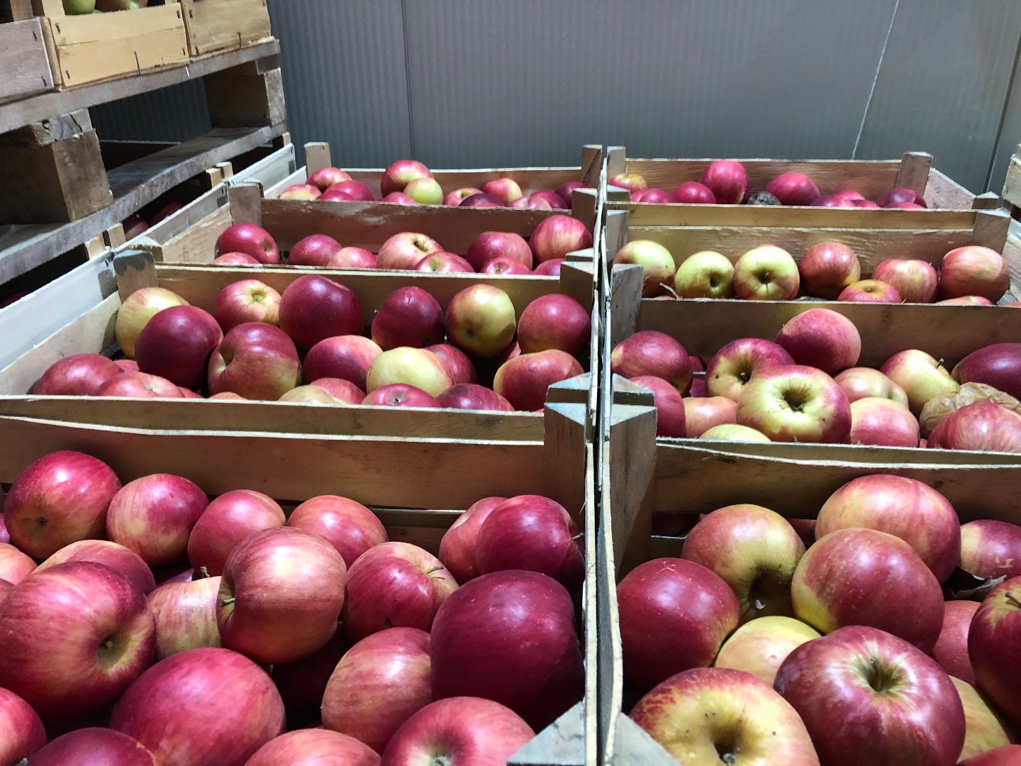 Apple from cold storage high quality goods