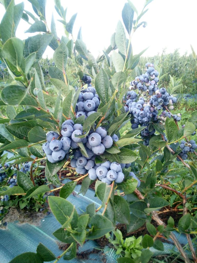 Ukrainian agricultural company “Eco Park” was established in
