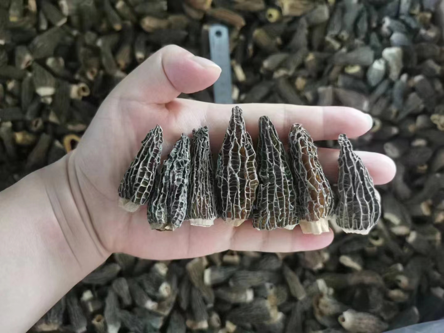 dry morel from China ,quality and packing following