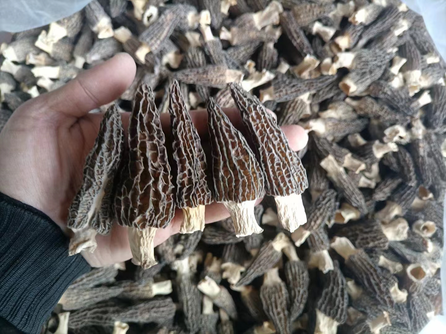 dry morel from China ,quality and packing following