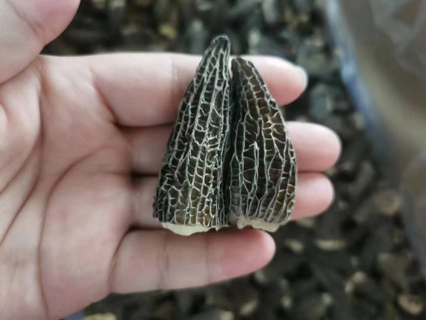 dry morel from China ,quality and packing following