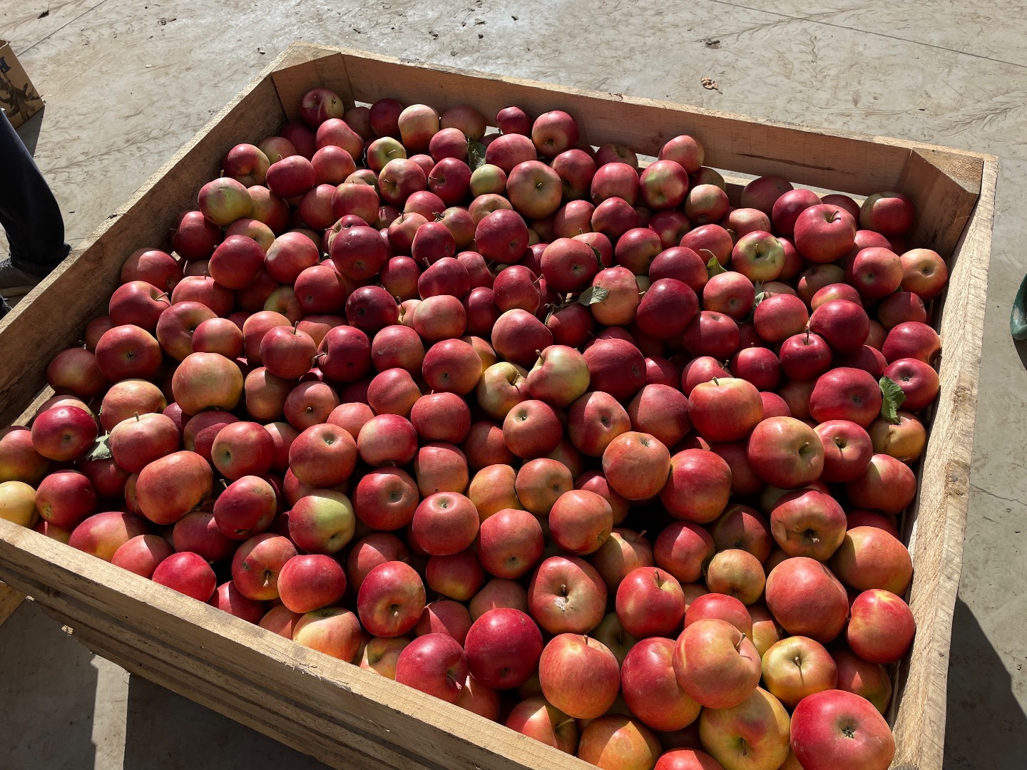 Vand mere din soiurile golden, bot iepure, generos,