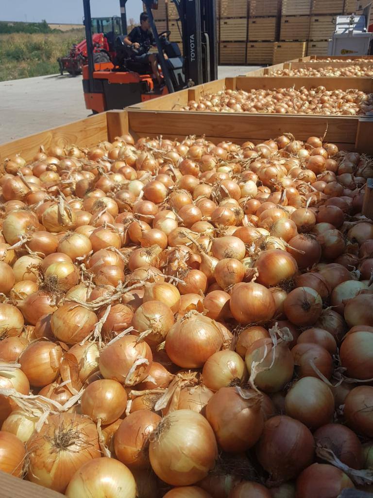 ONIONS FOR SALE (5+Calibre): 100% Romanian Eco I quality