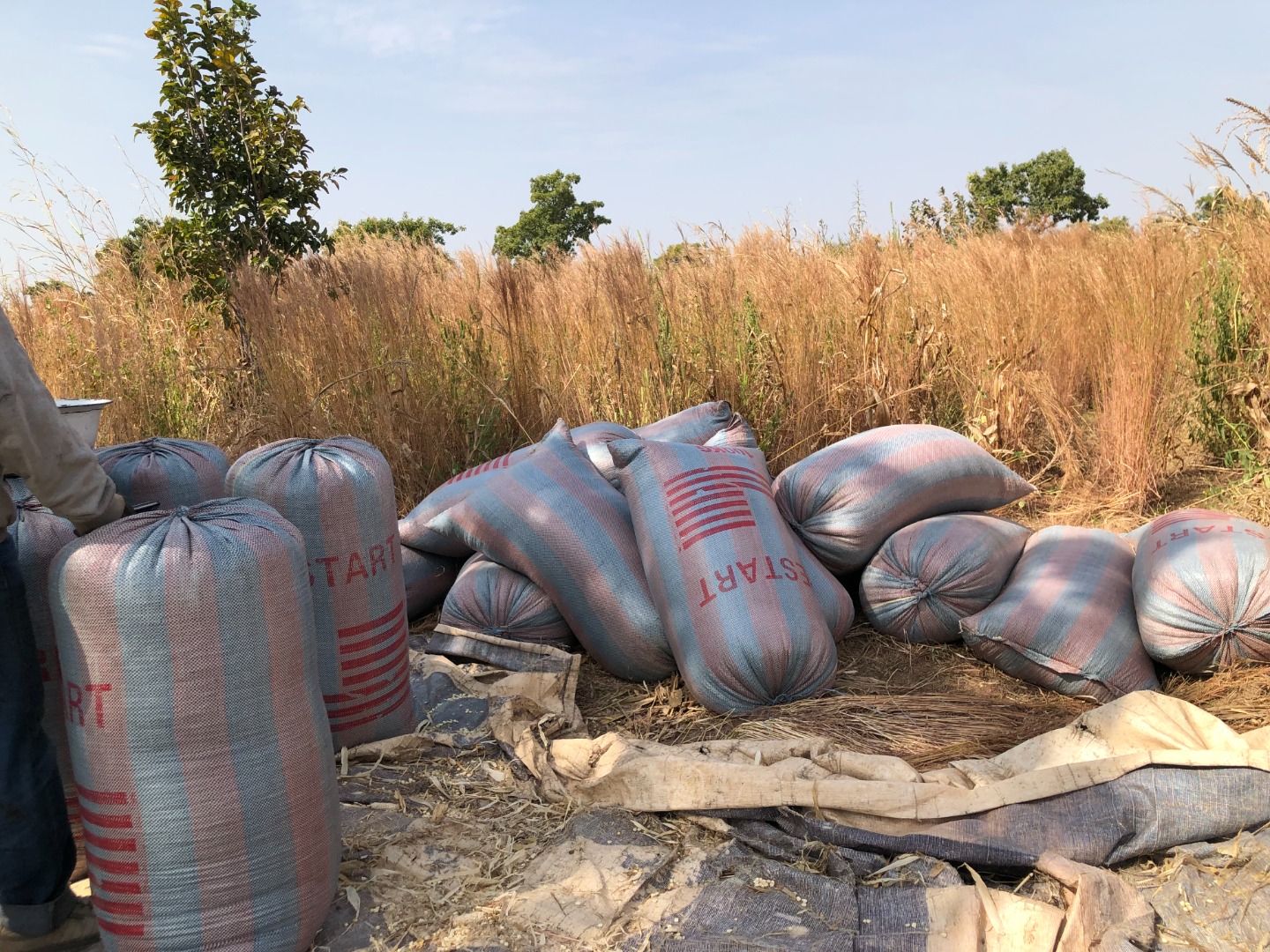 31 Bags of dried maize available ( 100kg/bag).