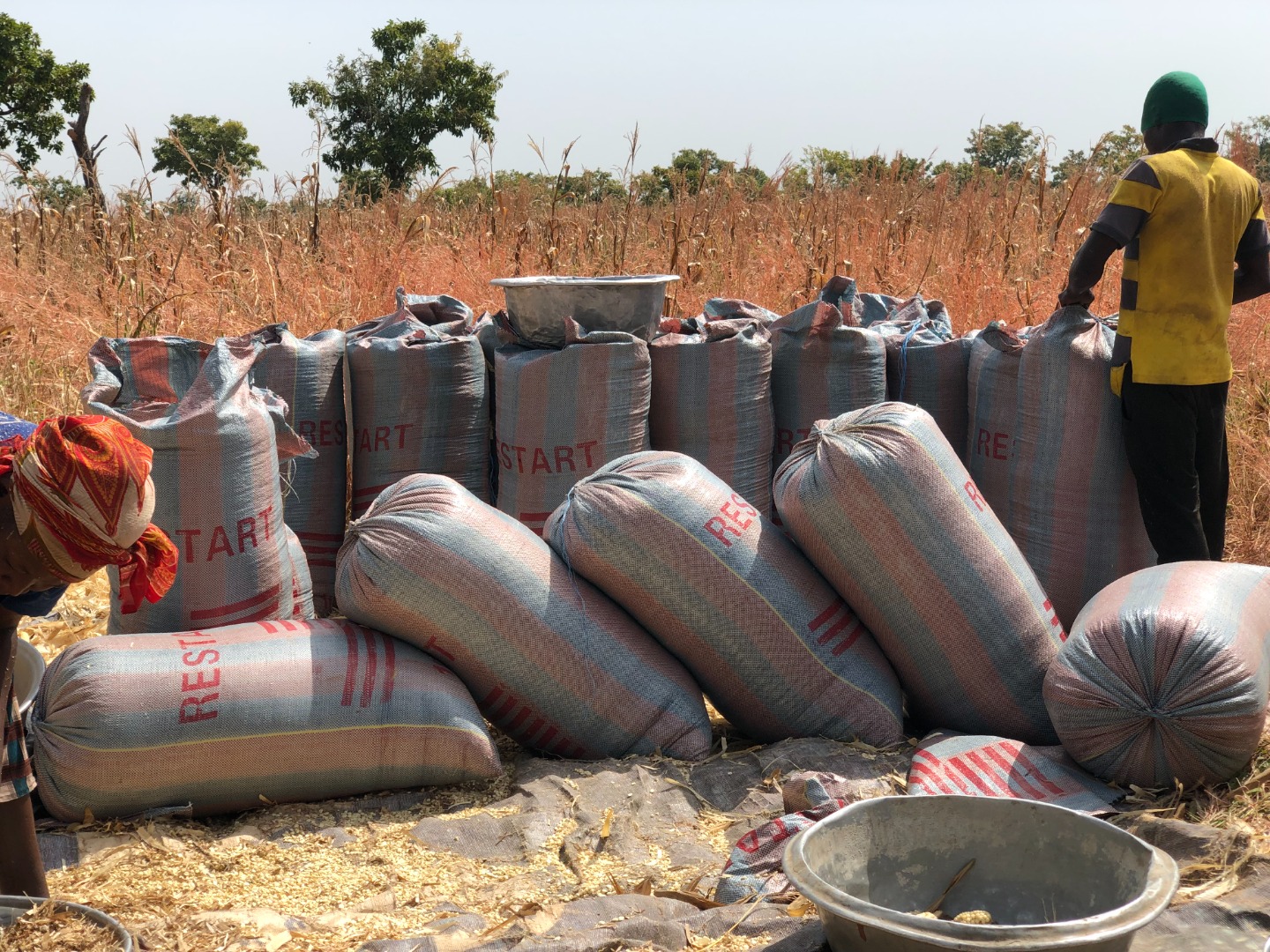 31 Bags of dried maize available ( 100kg/bag).