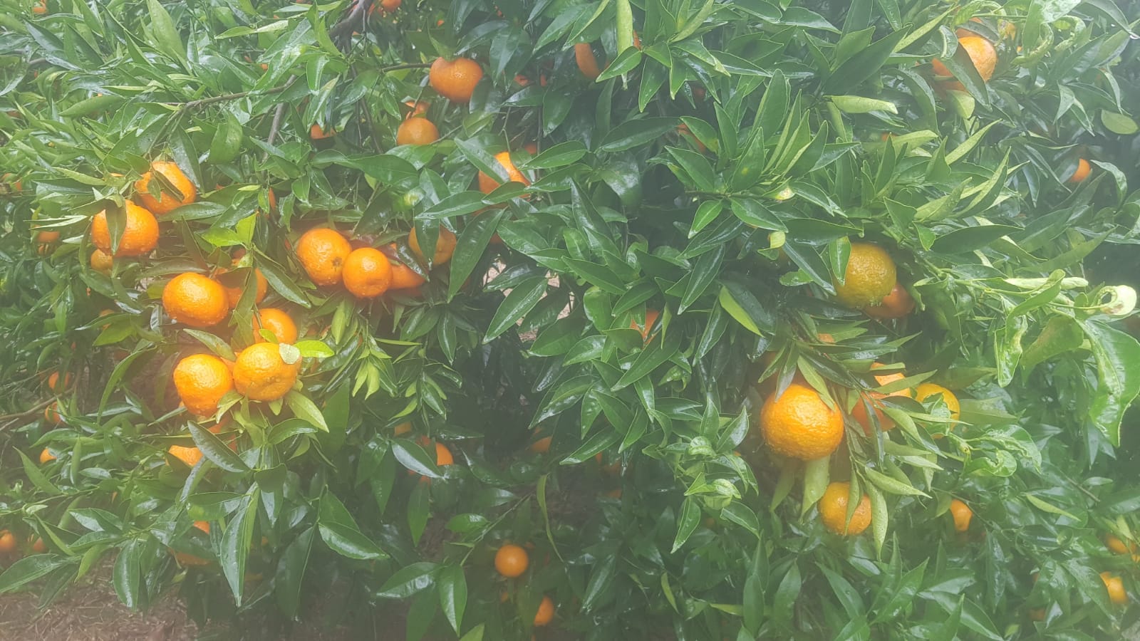 FIA GOGOT FRUIT will bring you in the