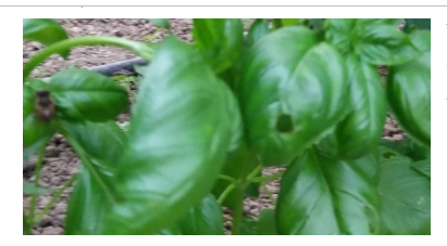 basil price per 1 kg - basil for sale - buy basil