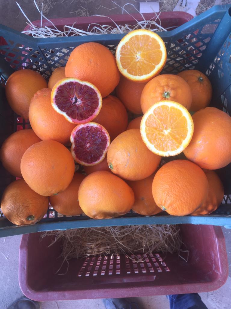 For sale red pulp oranges
