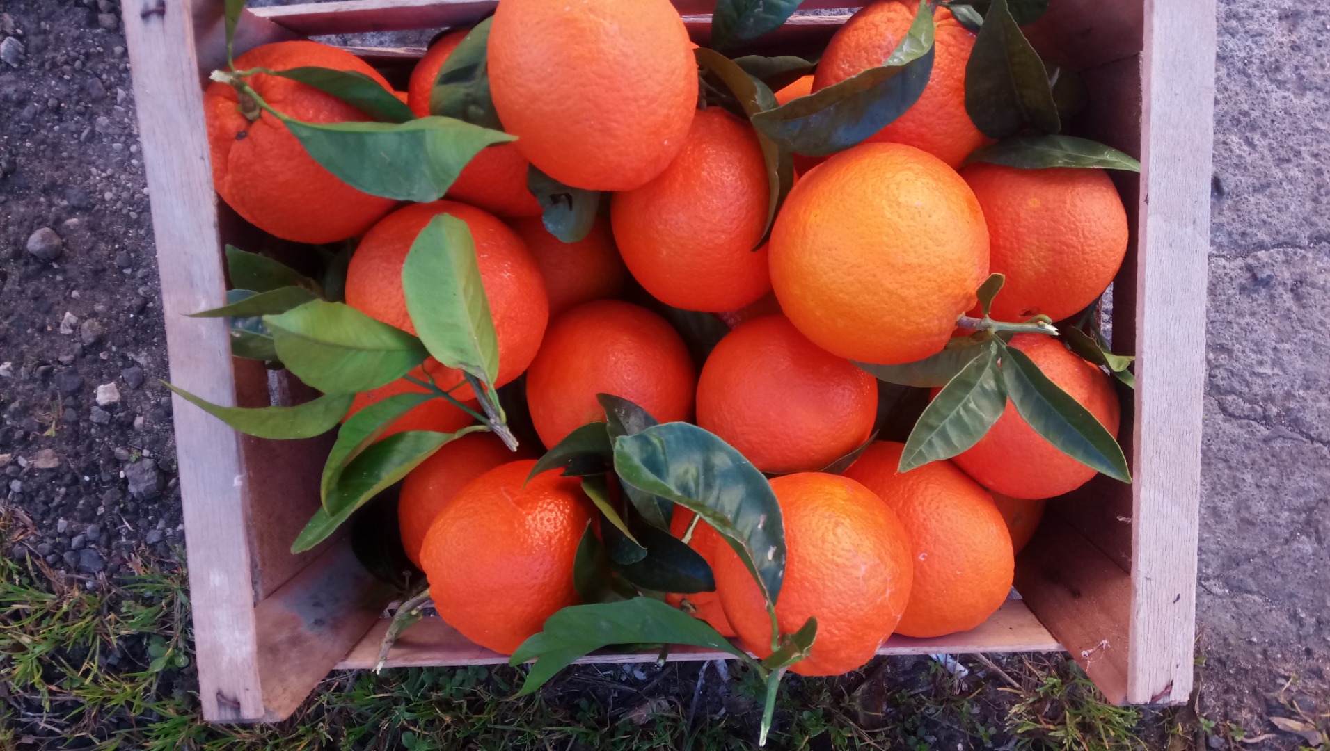 For sale red pulp oranges