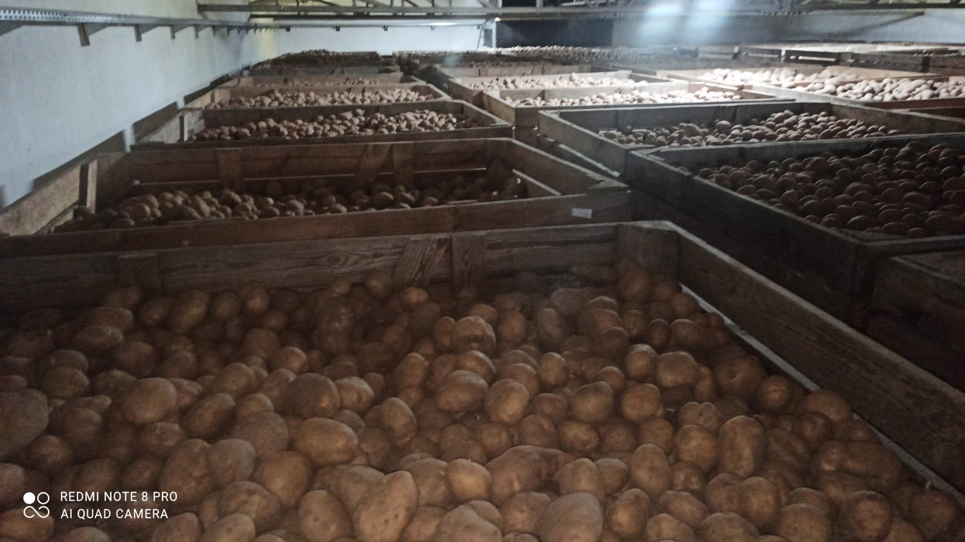 Hello. I have for sale potatoes Denar, Sifra,