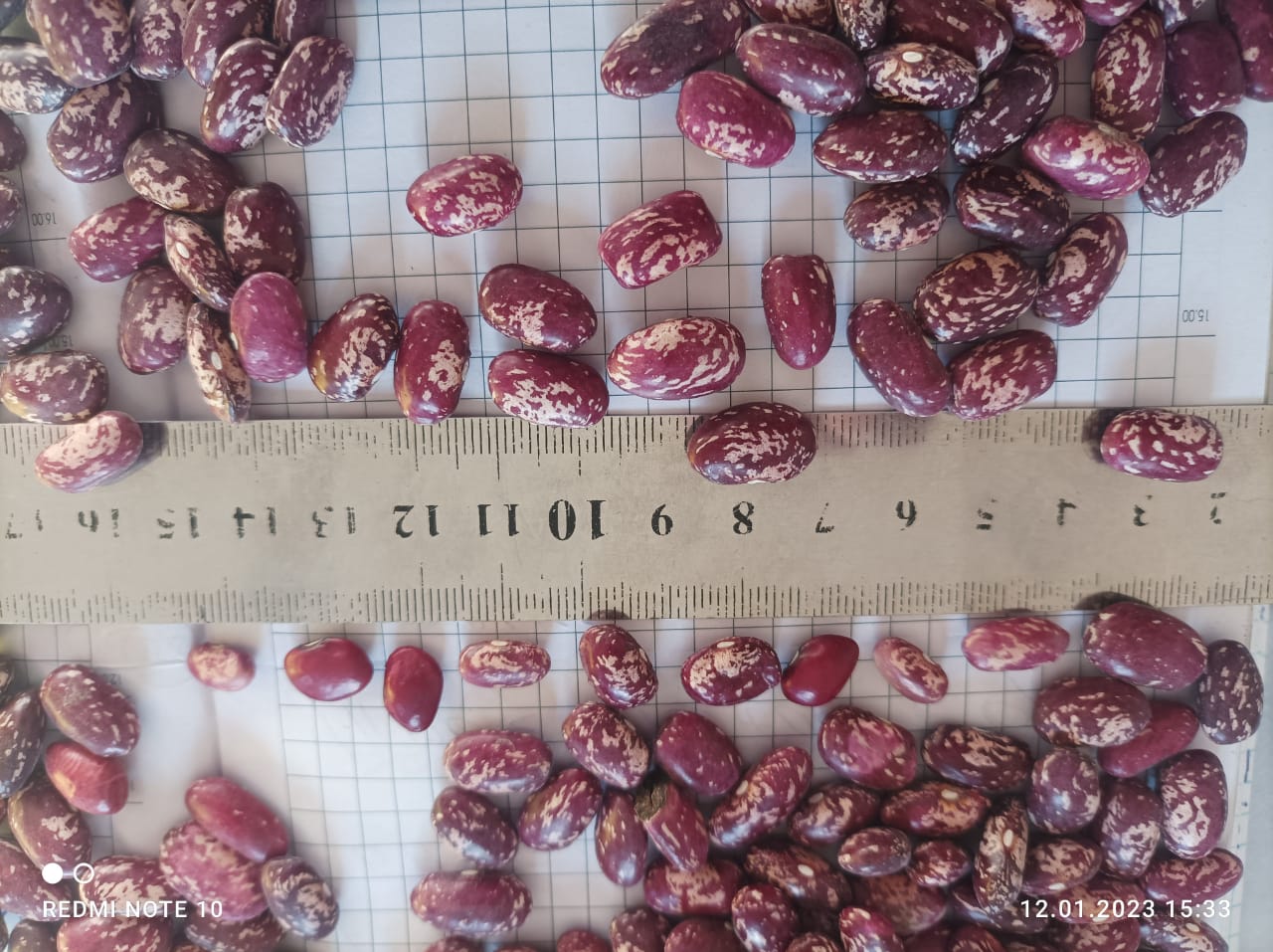 Introducing the bean variety: Royal, Red, Black Eye.