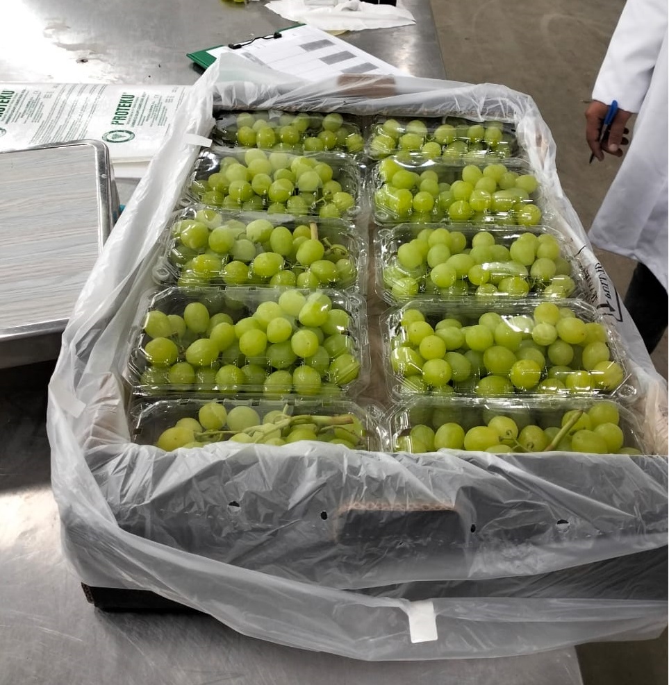 Thompson Seedless grapes Minimum 1 pallet : 400