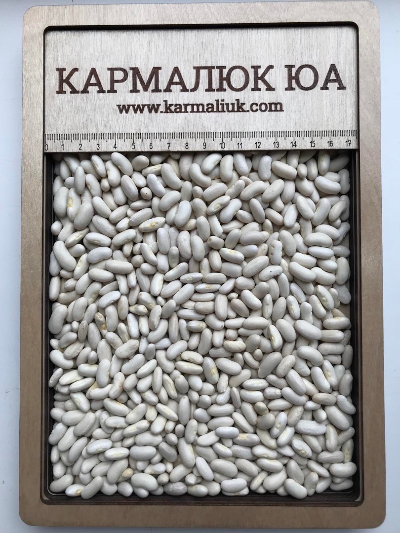 Możemy zaoferować różne rodzaje fasoli, takie jak fasola