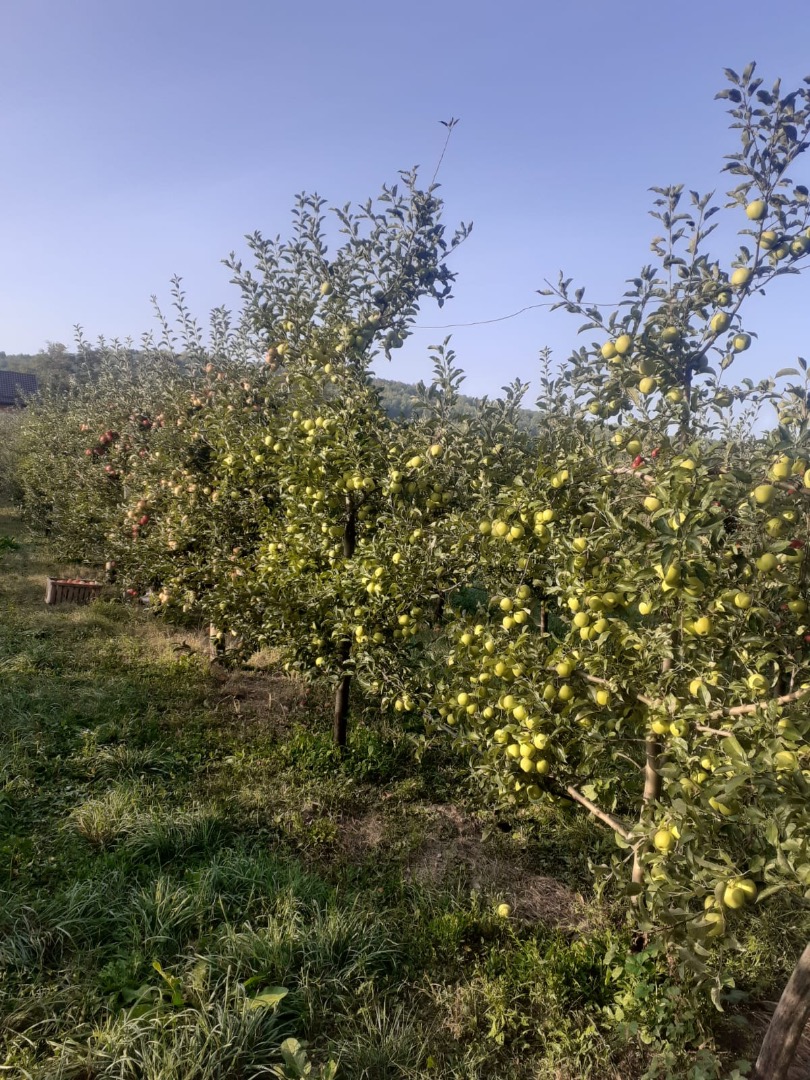 Wir verkaufen ÄPFEL und SAFT! SORTEN: Ionathan, Idared,