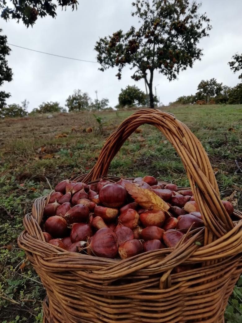 Sweet fresh chestnuts hand-picked. Integrated in traditional farming ...