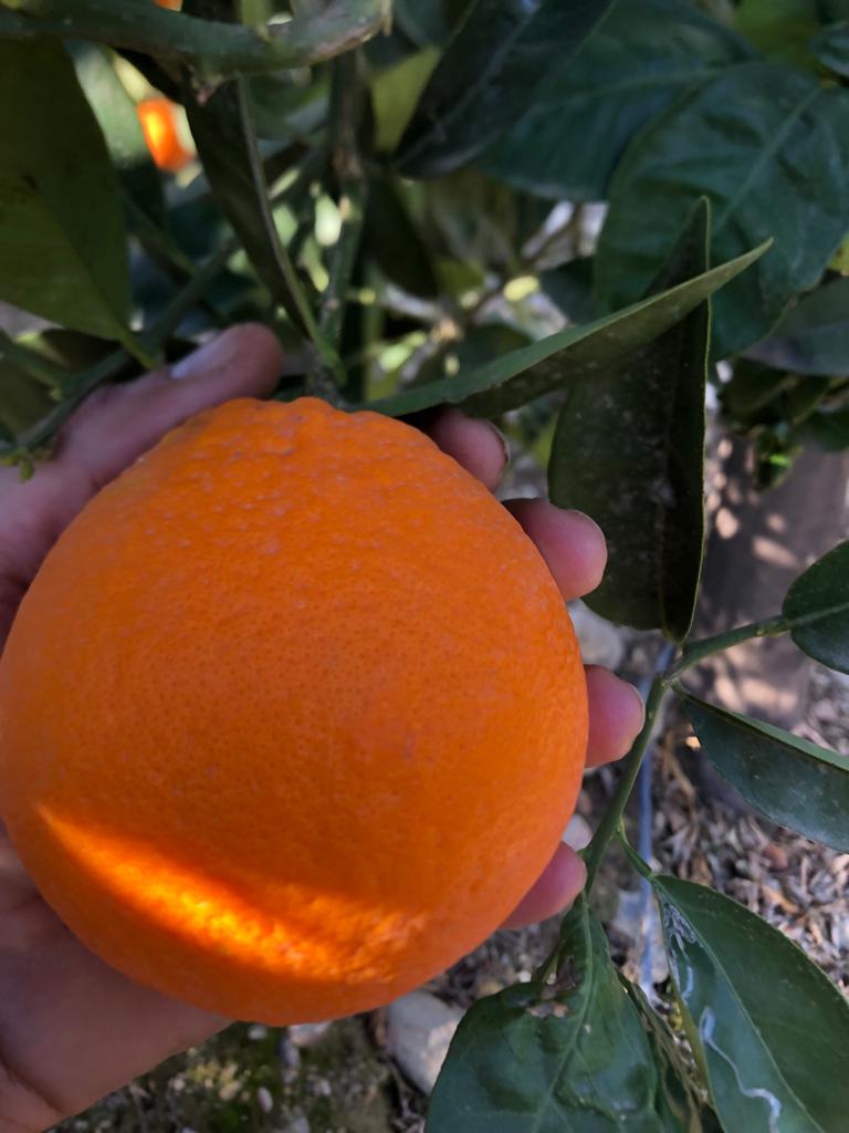 Orange varieties Lane late, Navelate, Navelina, Newhall, Washington
