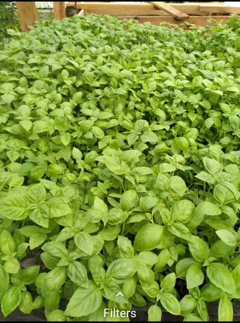 Hybrid Italian Genovese Basil in 10 centimeter plastic