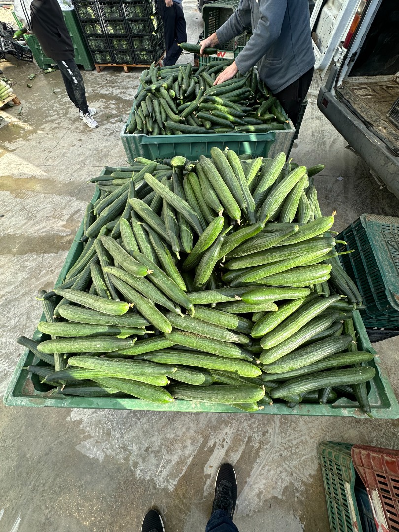 We sell fresh cuccubmer