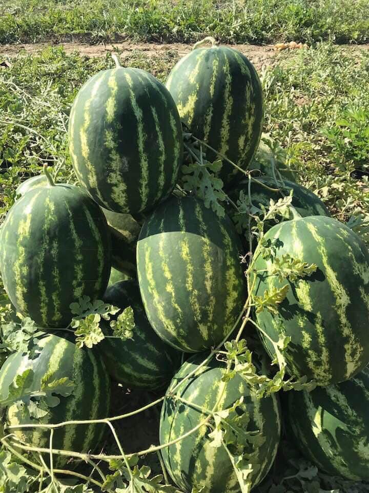 Premium Wholesale Watermelons from Divjake, Albania! Looking for the