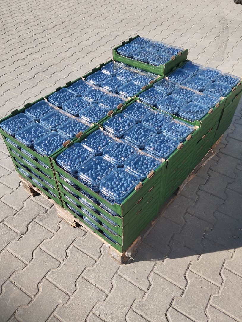 Blueberry price per 1 kg - blueberries for sale - buy blueberries