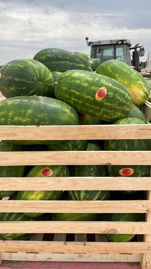 Watermelon of Spanish origin. Available to ship anywhere