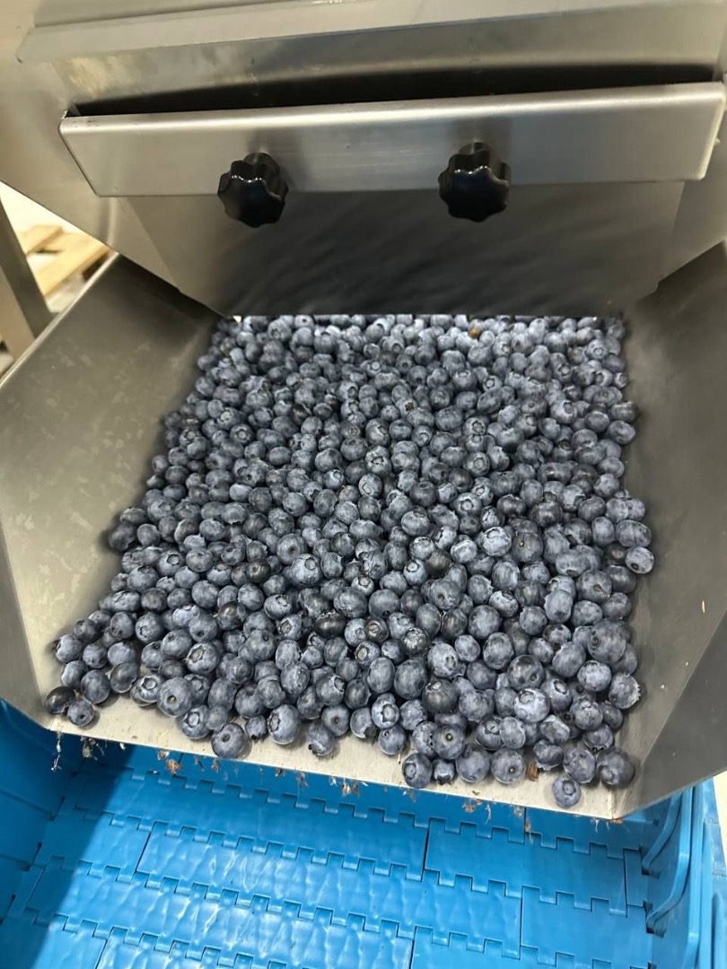 We sell blueberries, American varieties, Global GAP certificated.