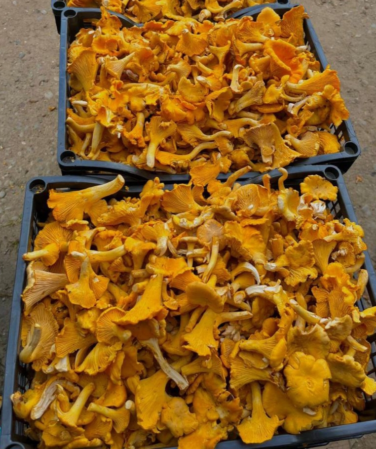 Wir verkaufen Pfifferlinge in großen Mengen. Der Preis