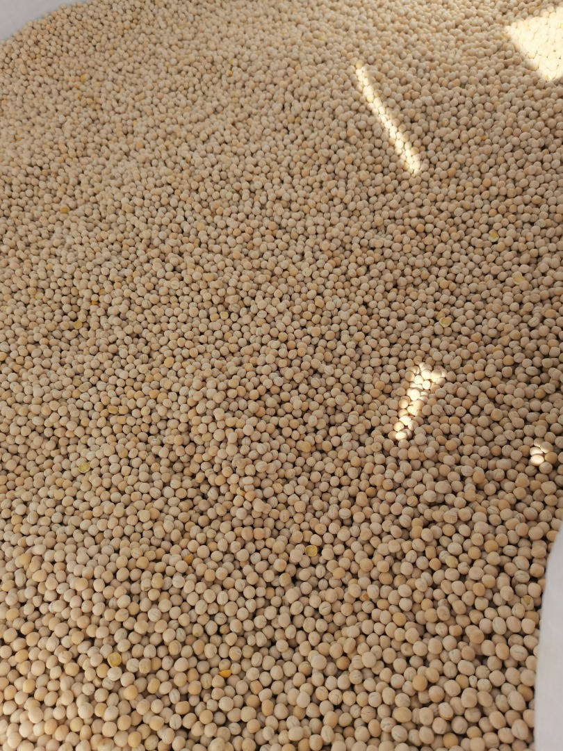 Cleaned peas Astronaute variety. Hay from Qualifikat available
