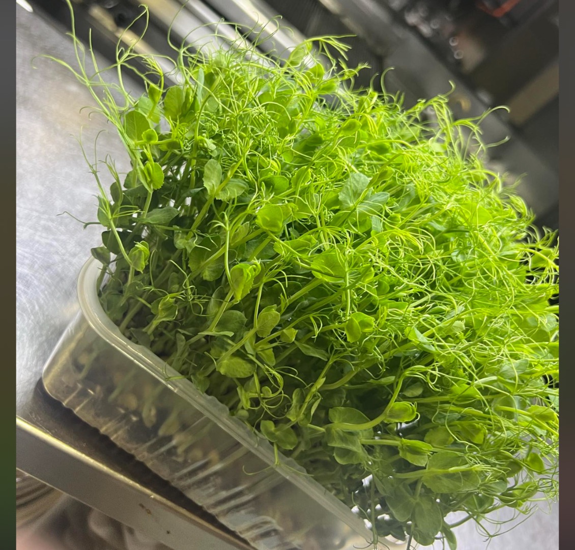 Sell Fresh Pea Microgreens! Enrich your meals with