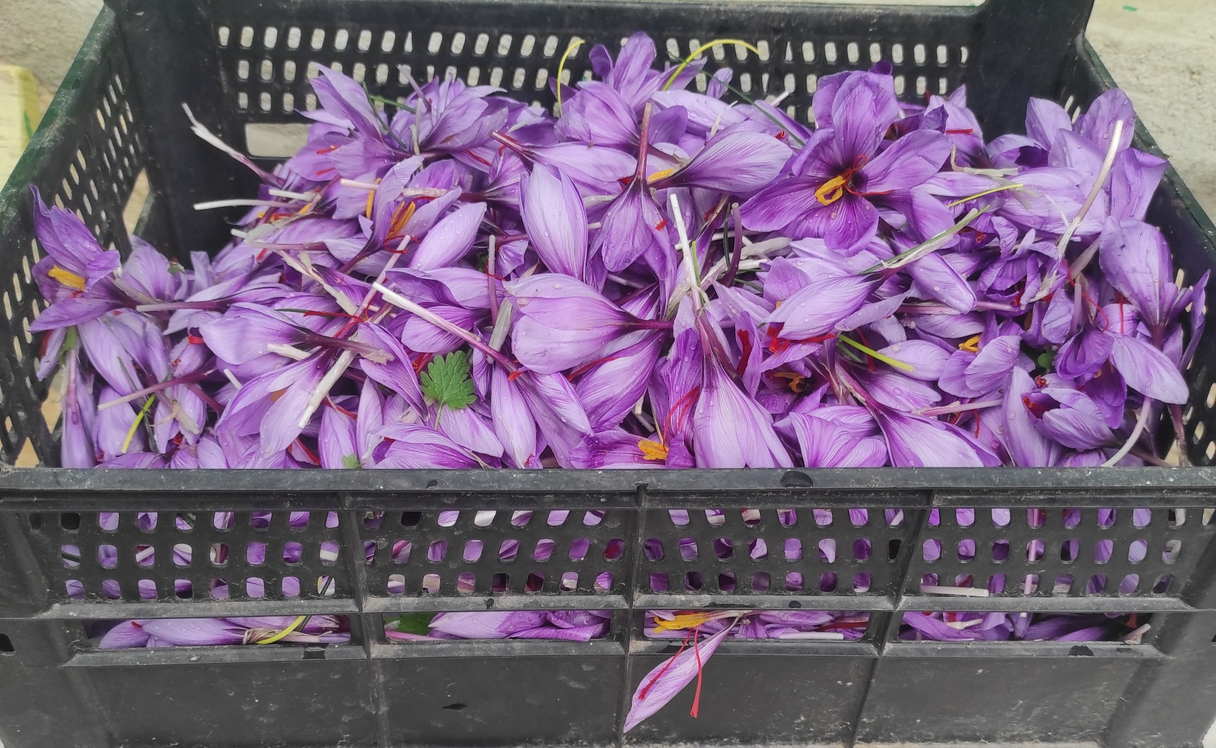 Saffron/saffron. Produced on a family farm, without fertilizers