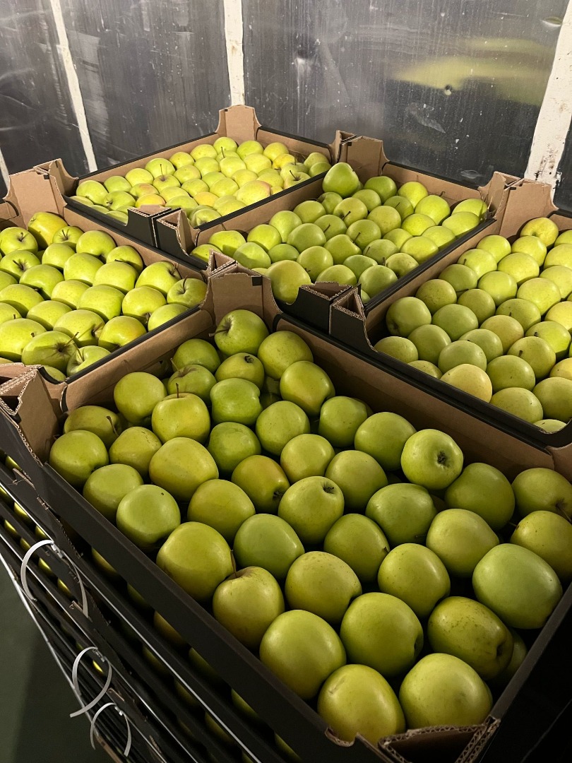 Golden Delicious is a popular apple variety known