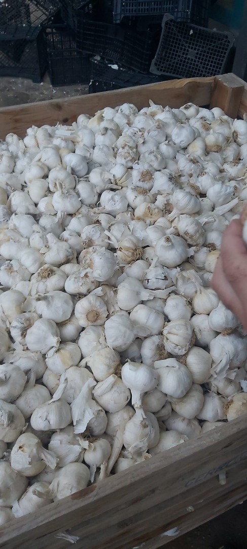 We import garlic from Spain in industrial quantities.