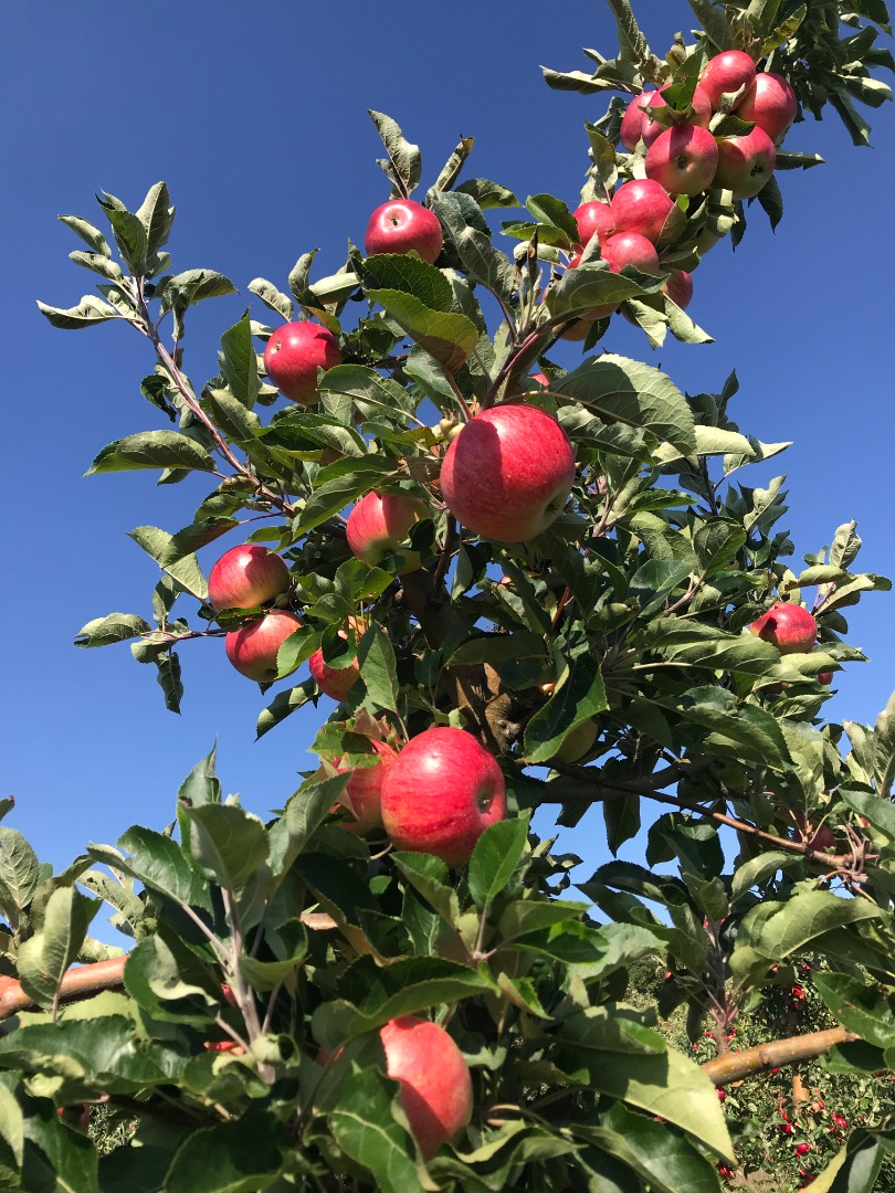 Eladó Discovery almafajta