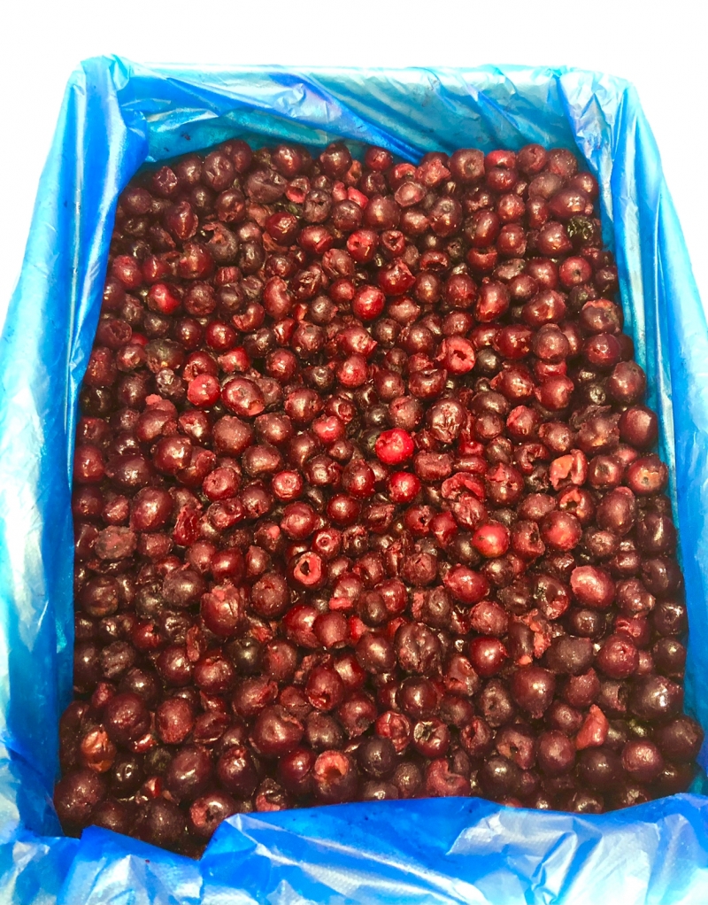 Frozen pitted cherries 14+ caliber — harvest