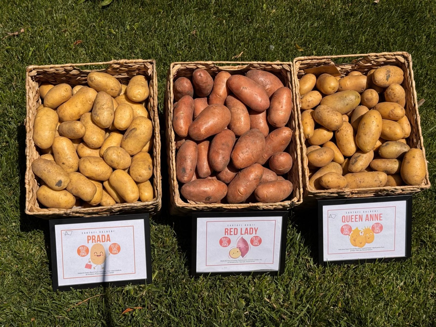 The potatoes are Red Lady. Queen Anne. And