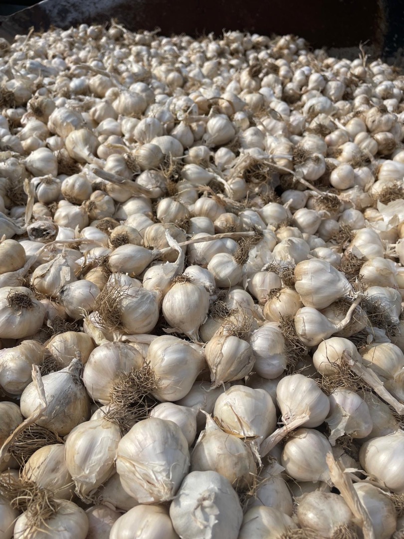 Large garlic 1.7 lej Small garlic 1.3 lej