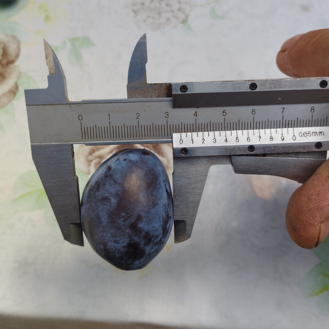 Prune Stanley – Recolta 2025 Cantitate