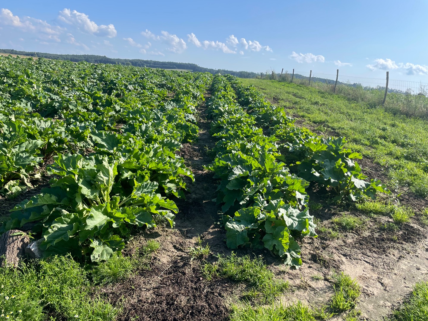 Hello, I'm selling raspberry rhubarb. Price negotiable.
