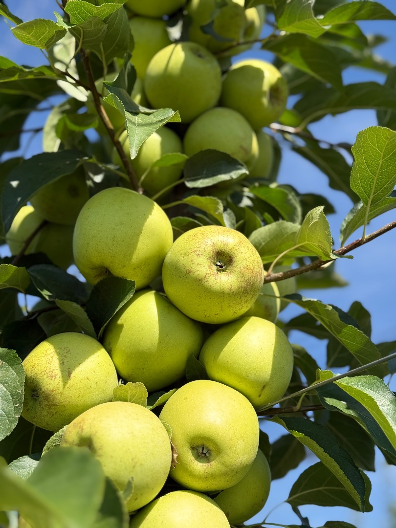 Quality 1 apples, red delicious and golden delicious,